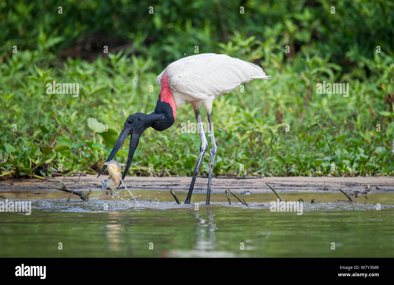 Jabiru stork pantanal brazil hi-res stock photography and images - Alamy