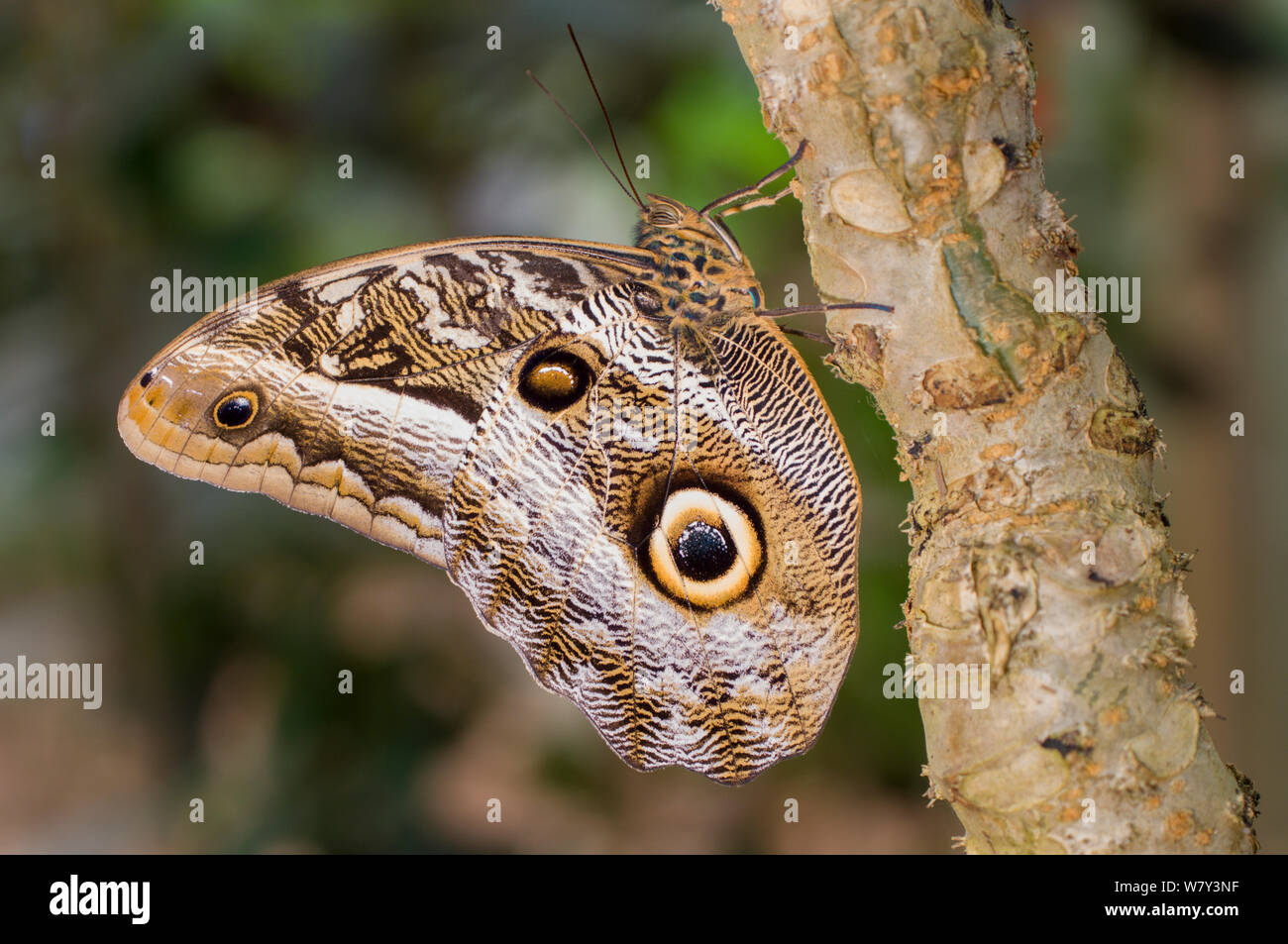 Owl-eye Butterfly (Caligo sp), Amazonia, Ecuador, South America Stock ...