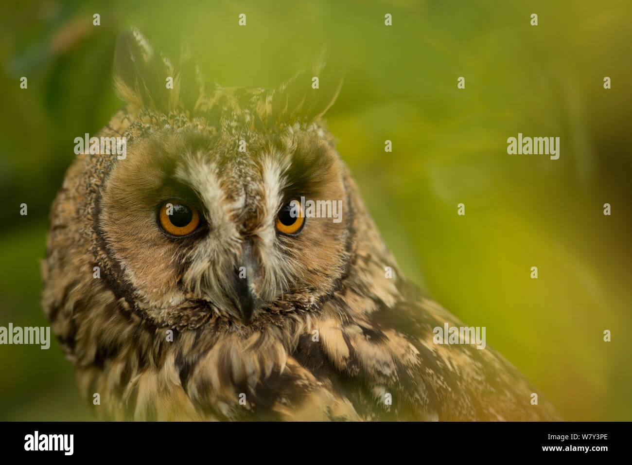 Long eared owl britain hi-res stock photography and images - Alamy