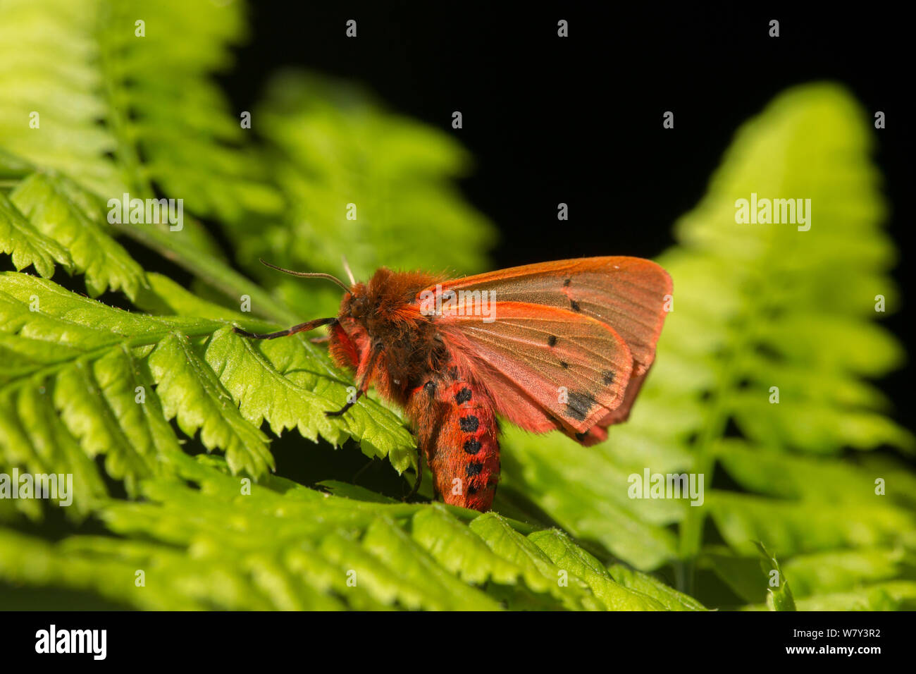 Ruby tiger moth (Phragmatobia fuliginosa) on fern, Sheffield, England ...