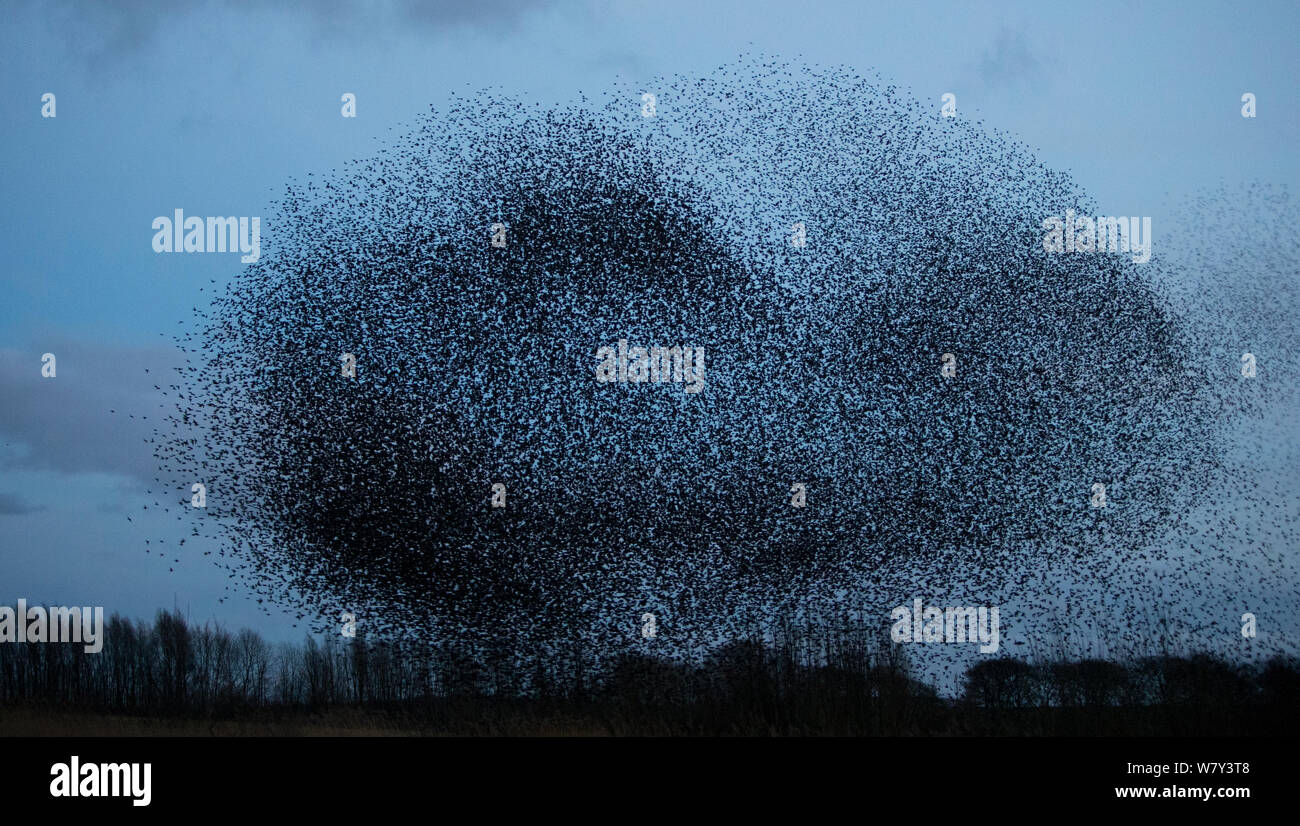 Starling patterns hi-res stock photography and images - Alamy