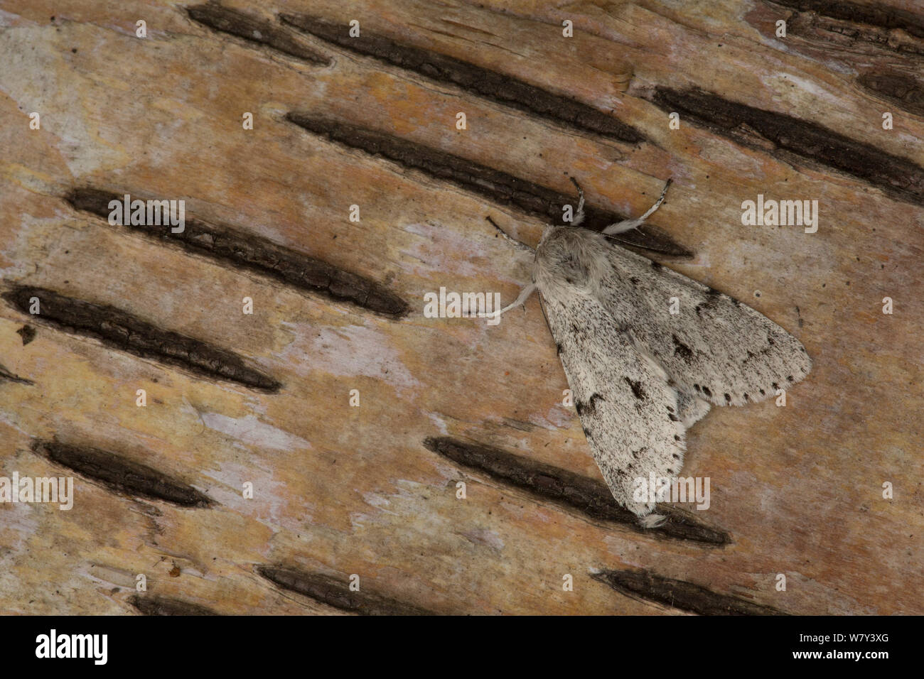 The miller moth (Acronicta leporina) adult resting, Sheffield, England ...
