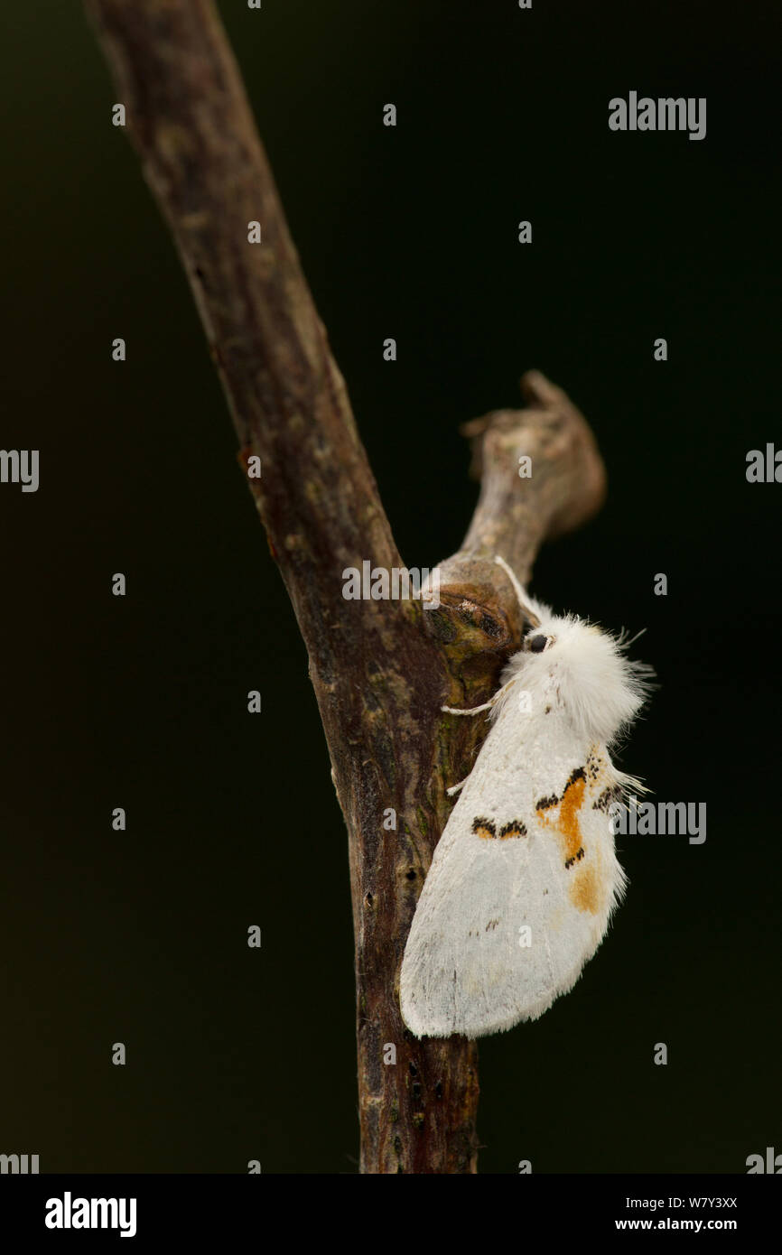 White prominent moth (Leucodonta bicolaria) on branch, captive bred ...