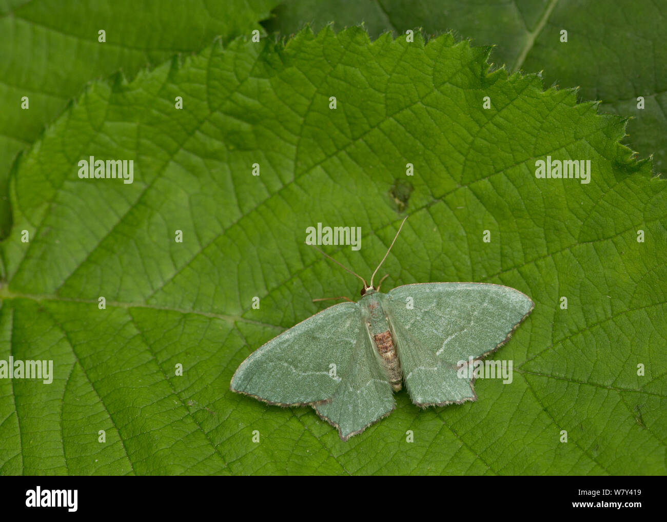 Common emerald moth (Hemithea aestivaria) at rest on leaf, Sheffield ...