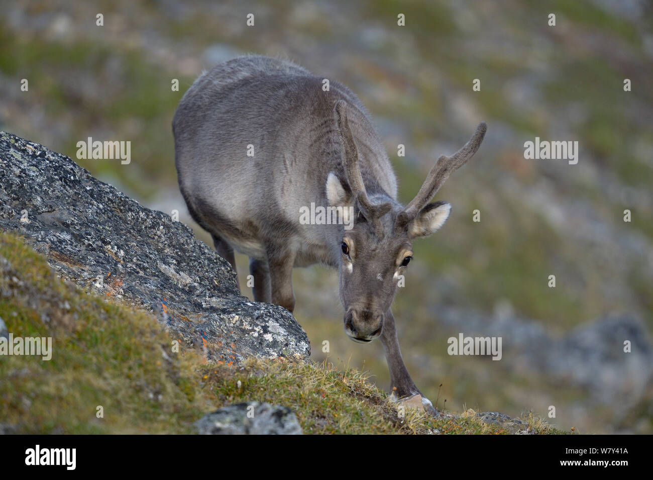 Svalbard reindeer (Rangifer tarandus platyrhynchus) portrait. Spitzberg ...