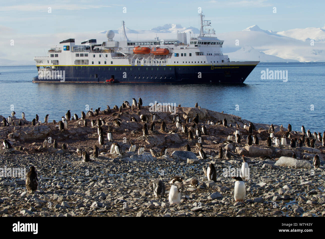 Gentoo penguin (Pygoscelis papua) colony in front of expedition ship ...