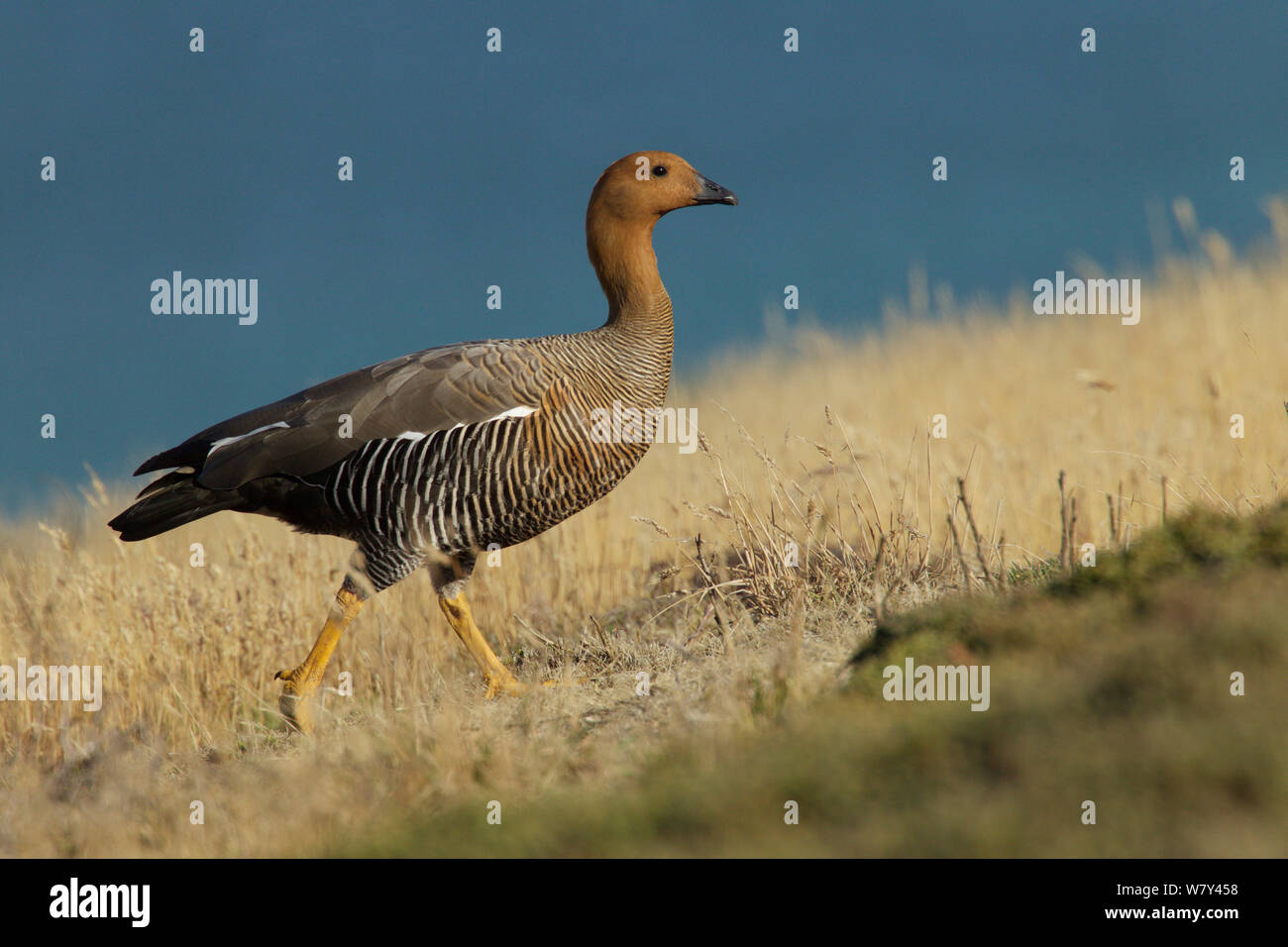 Upland goose (Chloephaga picta) female, Carcass Island, Falkland ...
