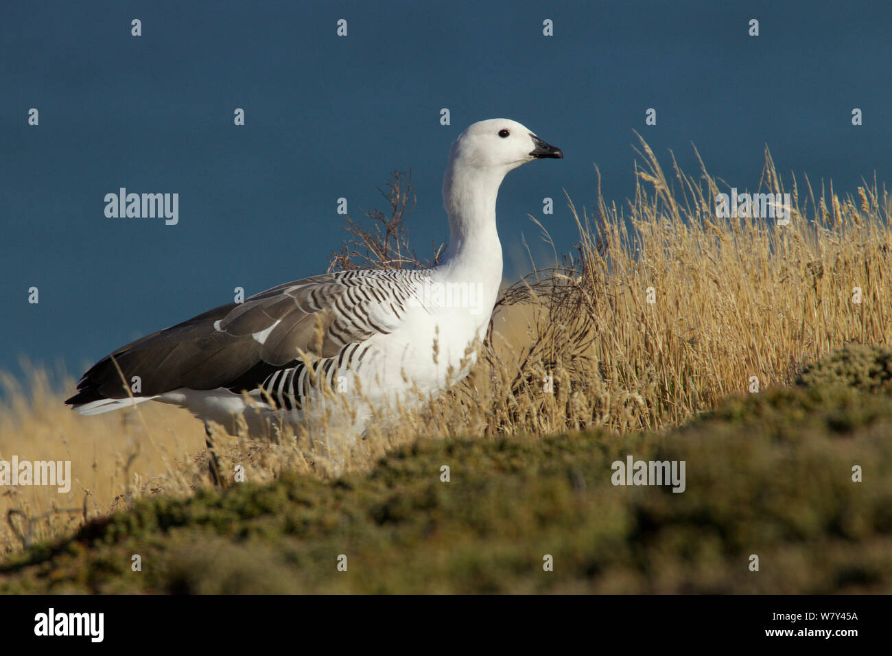Upland goose (Chloephaga picta) male, Carcass Island, Falkland Islands ...