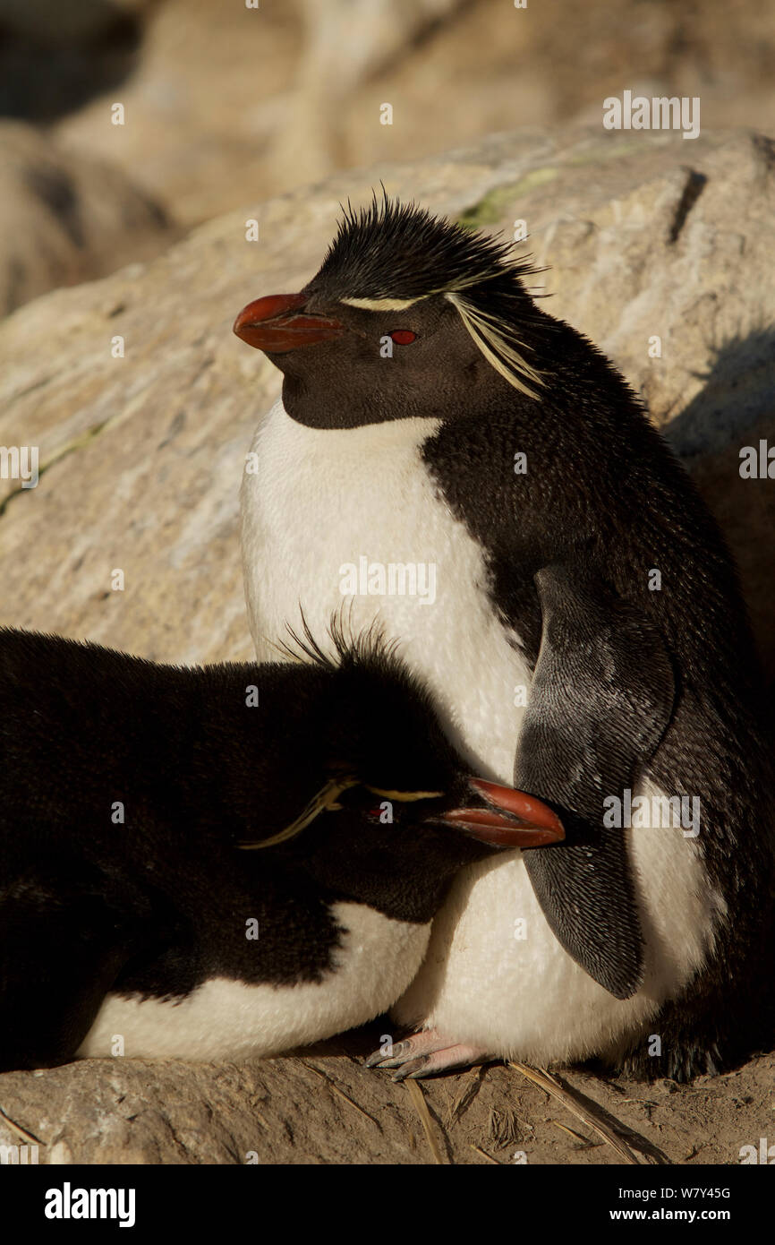 Eudyptes crestatus hi-res stock photography and images - Alamy