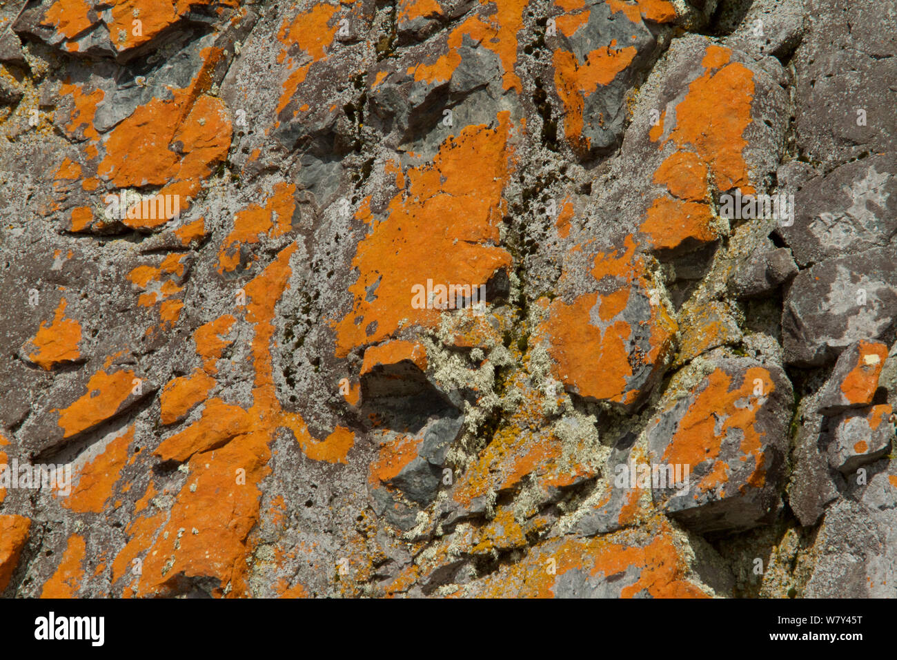 Lichen on rock, Half Moon Island, South Shetland Islands group ...