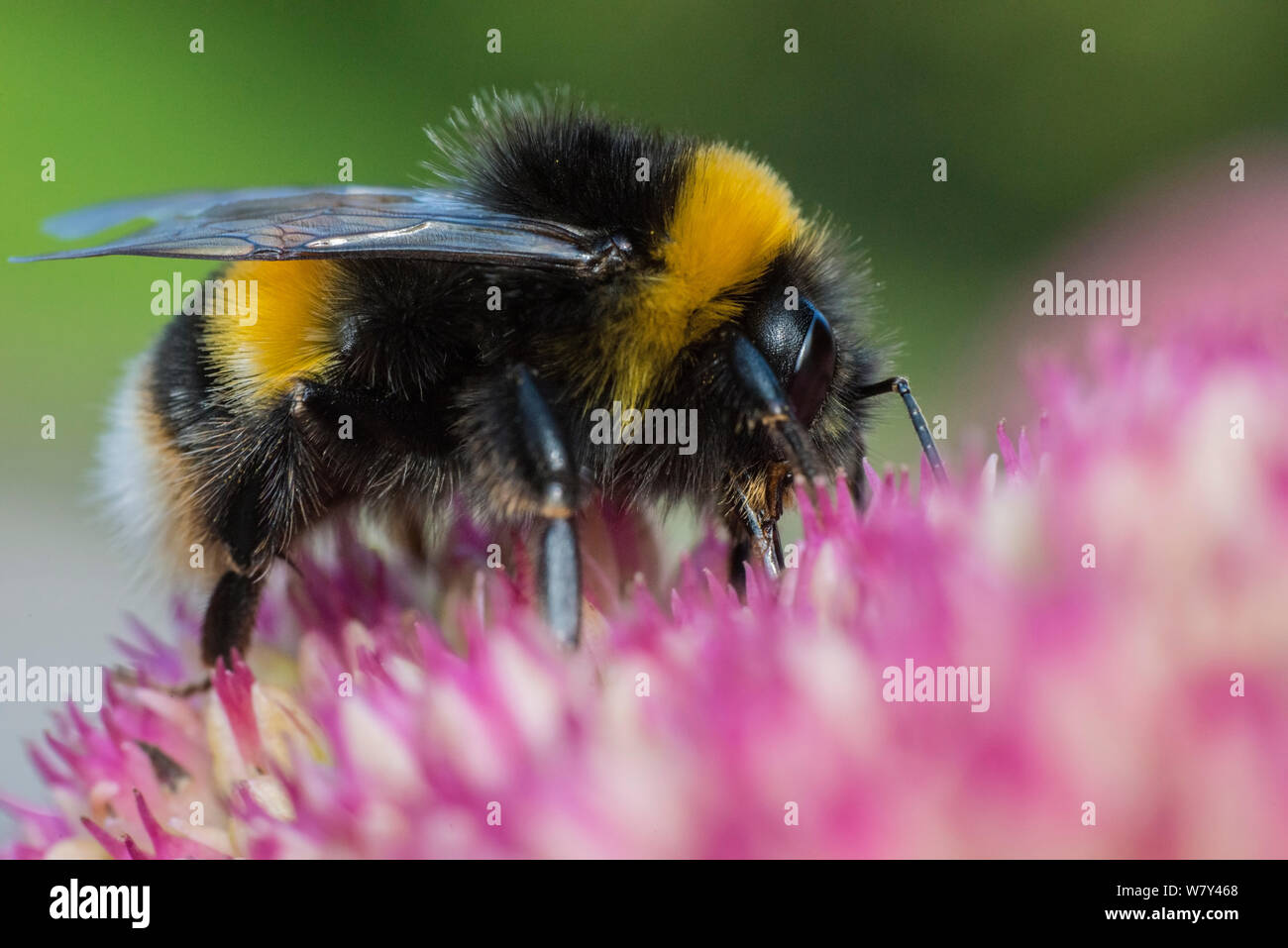 Bombus terrestris canariensis hi-res stock photography and images - Alamy