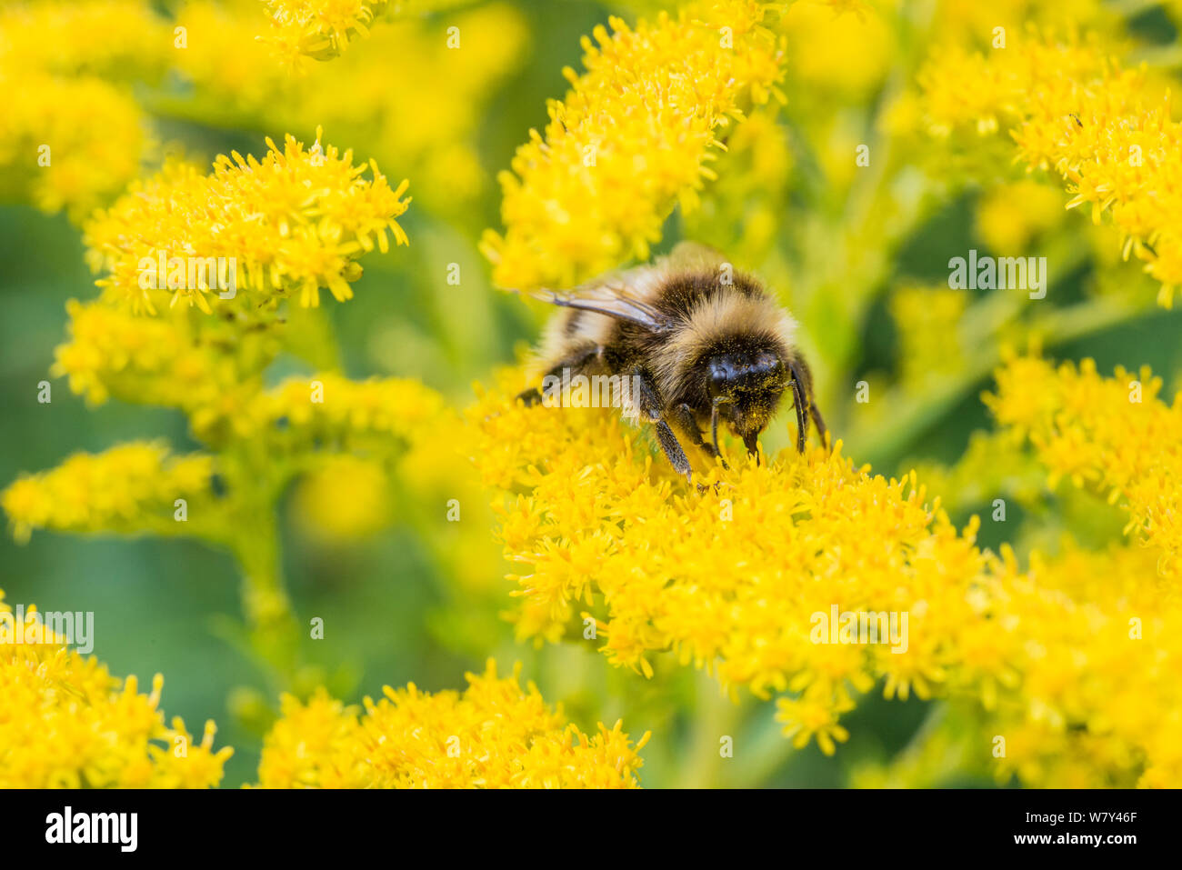 Golden rod plant insect hi-res stock photography and images - Alamy