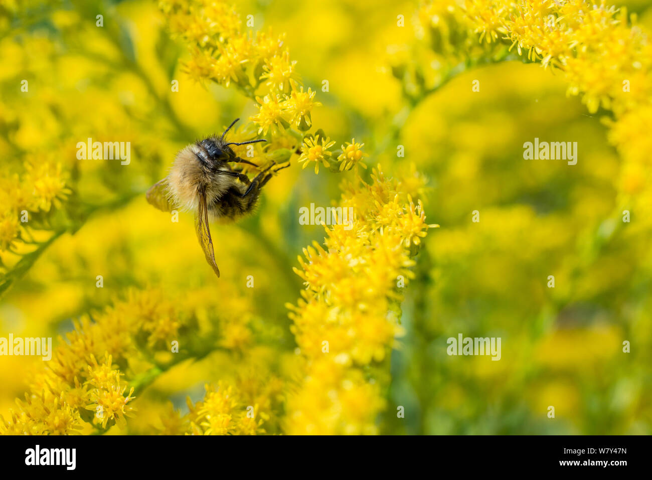 Bee species hi-res stock photography and images - Alamy