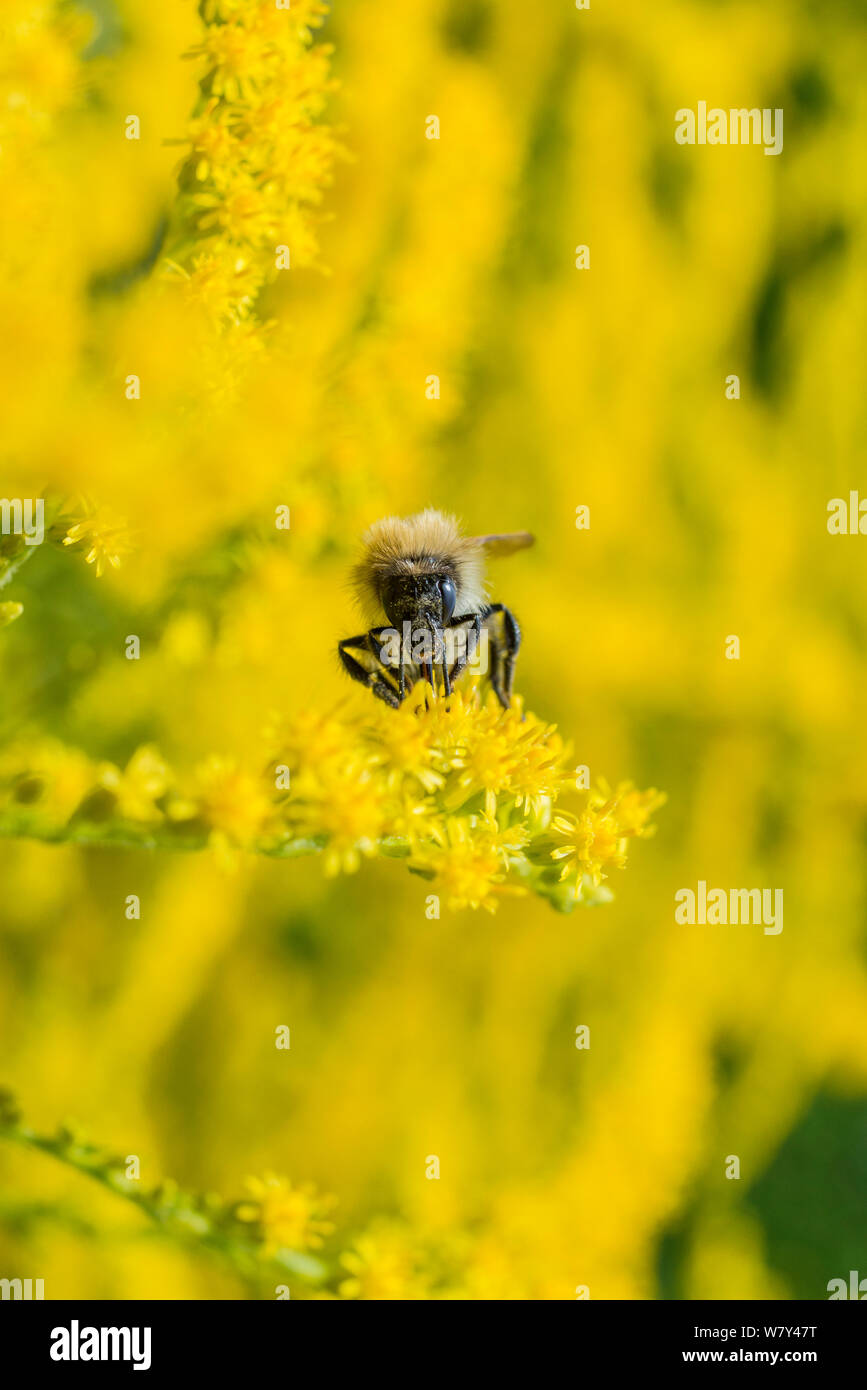 Bee species hi-res stock photography and images - Alamy