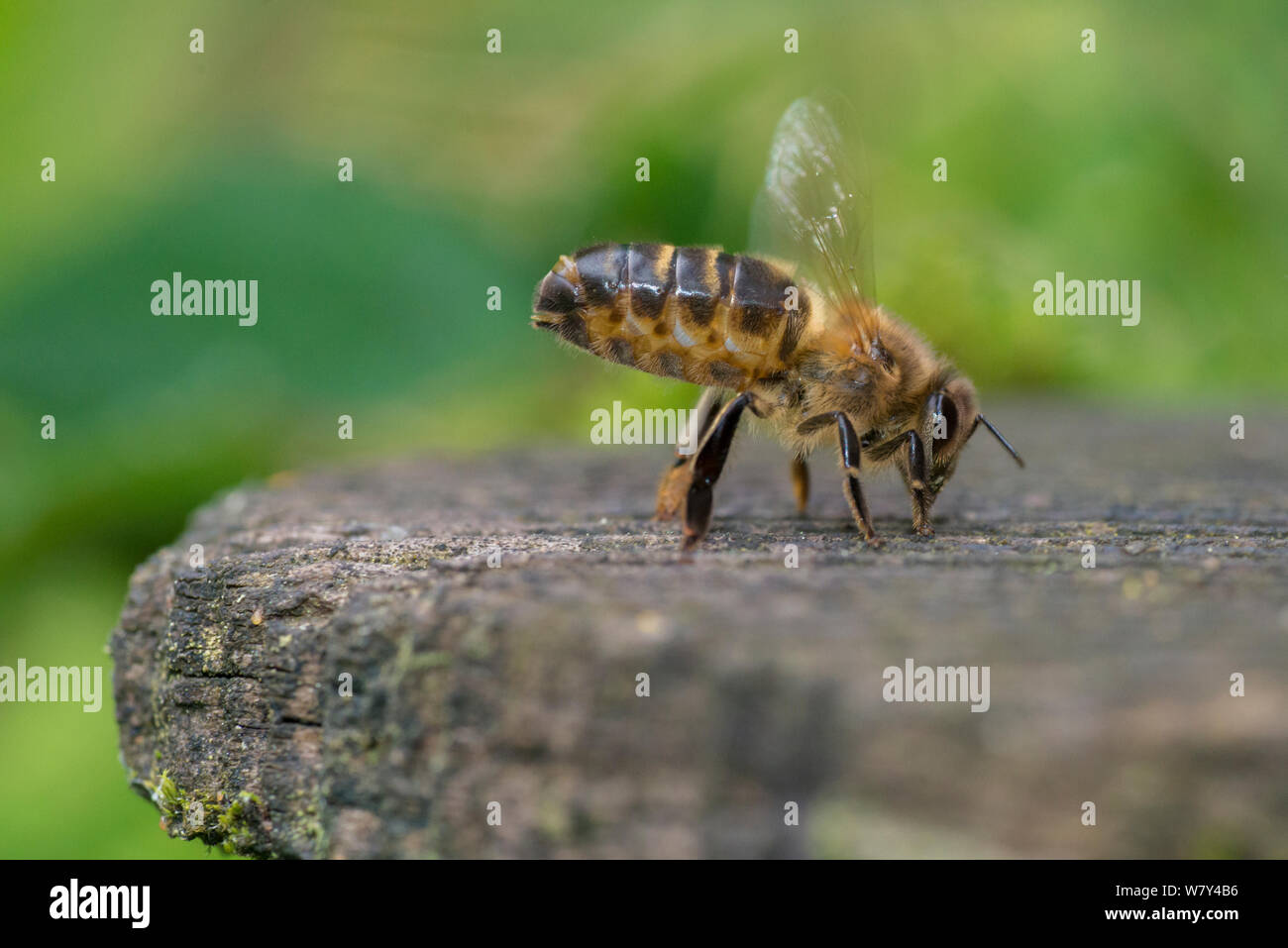 Bee fanning hive hi-res stock photography and images - Alamy
