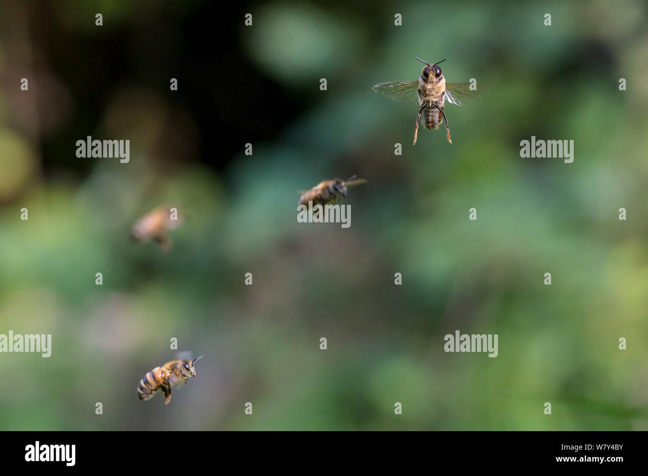 Male Drone Bee High Resolution Stock Photography and Images - Alamy