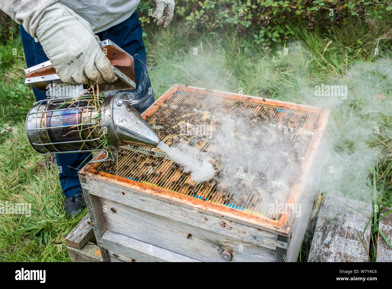 Bee Smoker High Resolution Stock Photography and Images - Alamy