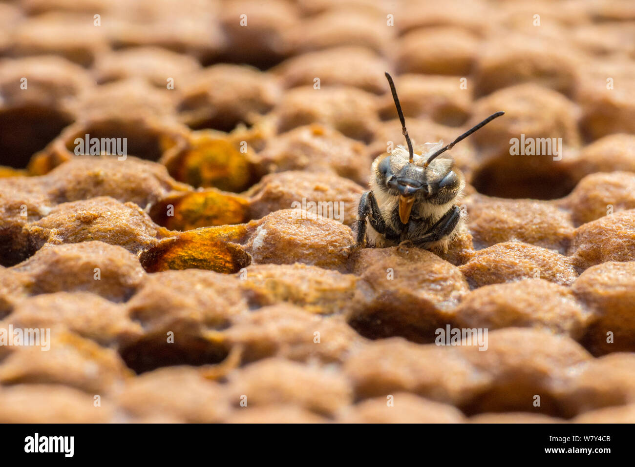 Brood apis mellifera hi-res stock photography and images - Alamy