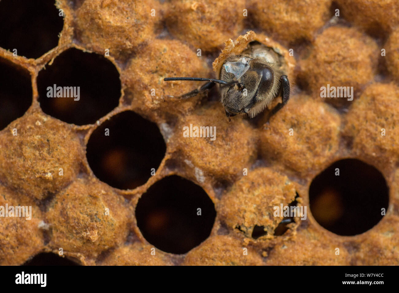 Bee brood hi-res stock photography and images - Alamy