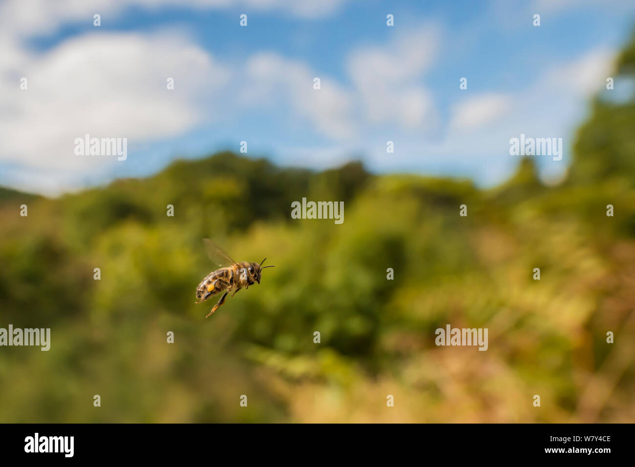 Blue pollen sac hi-res stock photography and images - Alamy