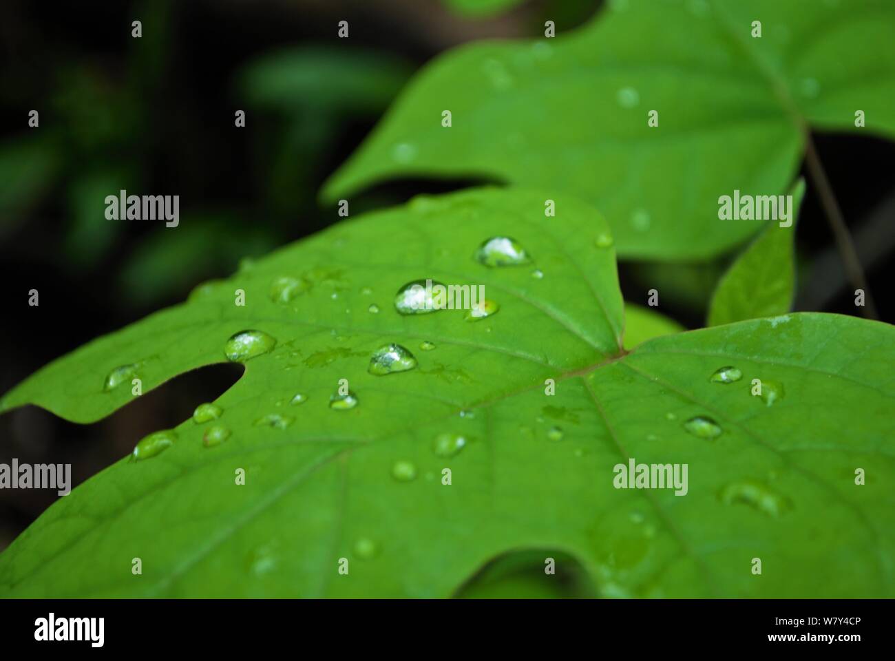 Large water drop hi-res stock photography and images - Alamy