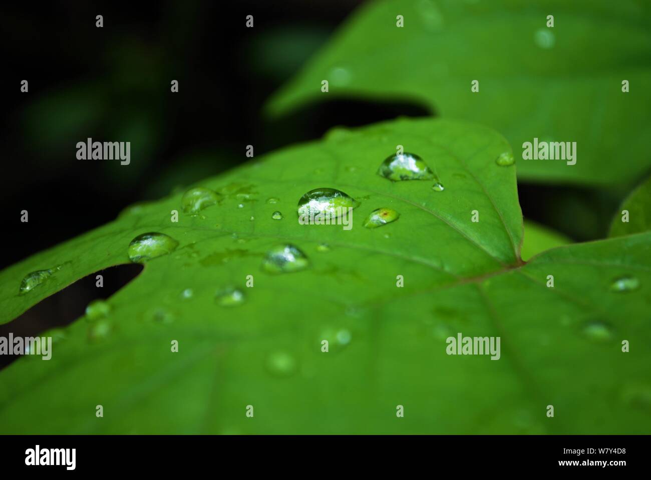 Large water droplet hi-res stock photography and images - Alamy