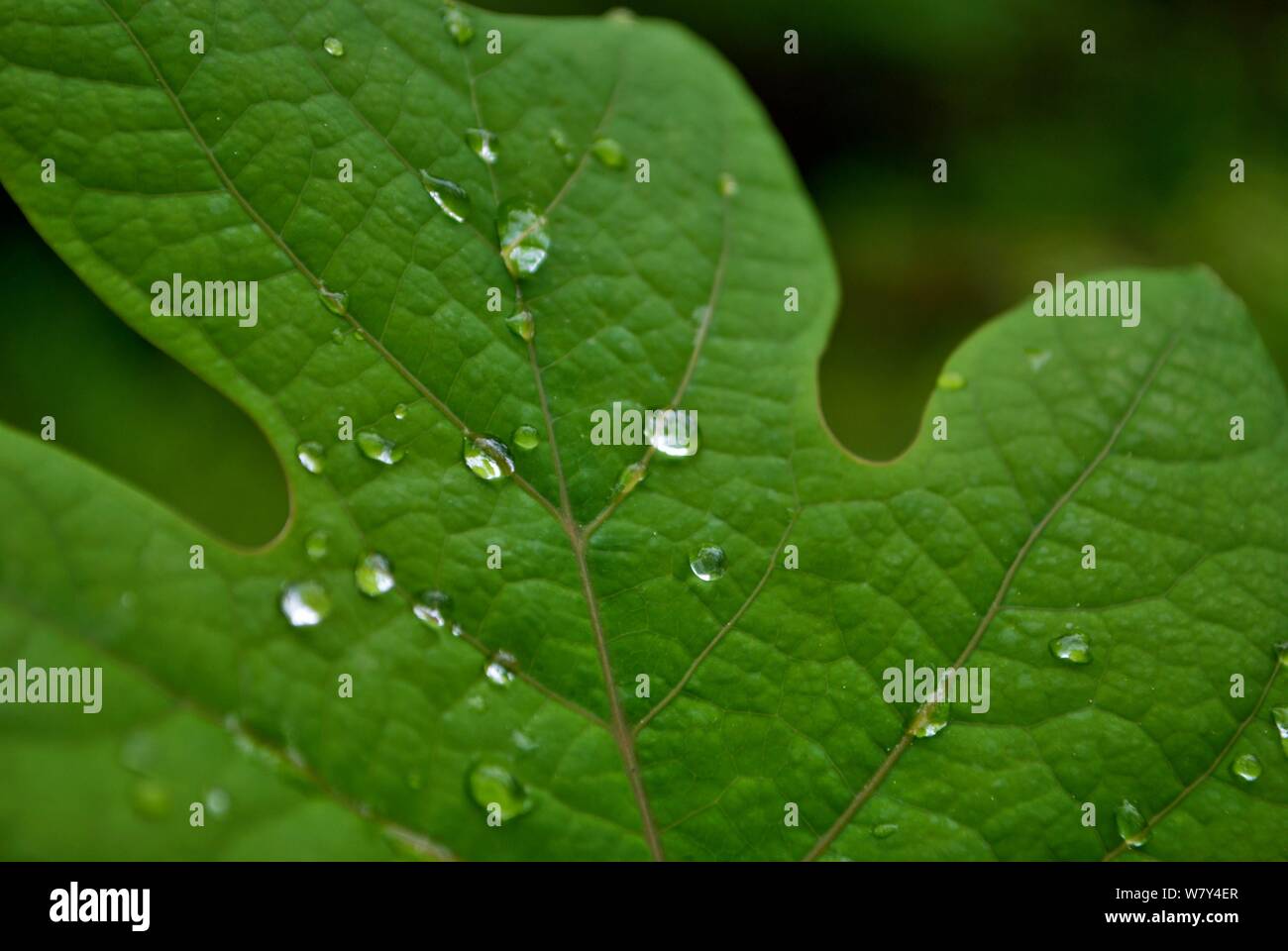Large water droplet hi-res stock photography and images - Alamy