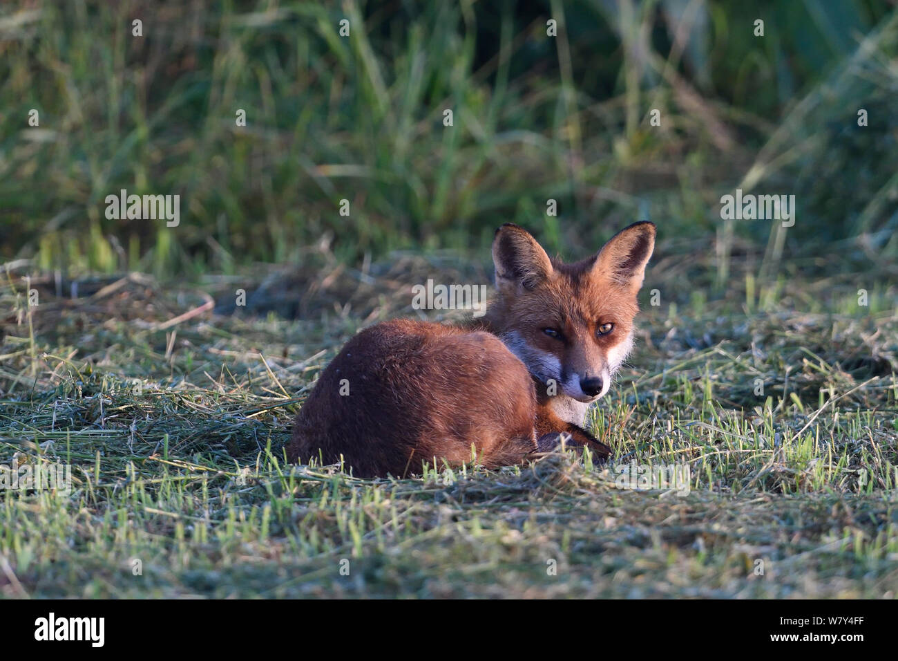 Red fox curled hi-res stock photography and images - Alamy