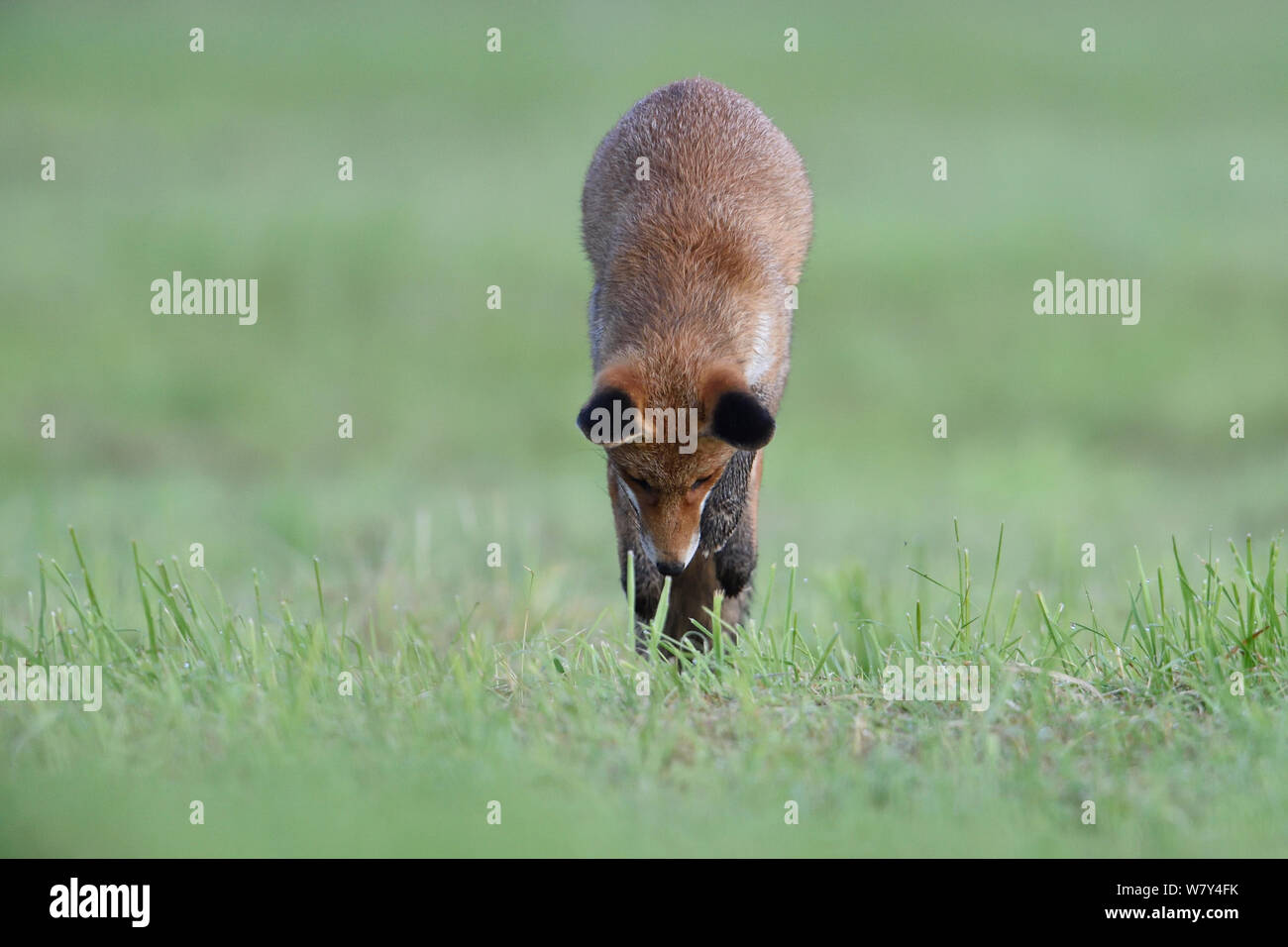 Red fox (Vulpes vulpes) pouncing on prey, Vosges, France, September ...