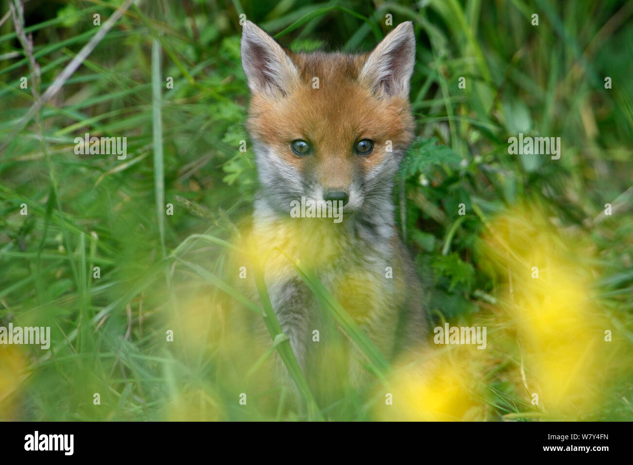 Red fox cub may hi-res stock photography and images - Alamy