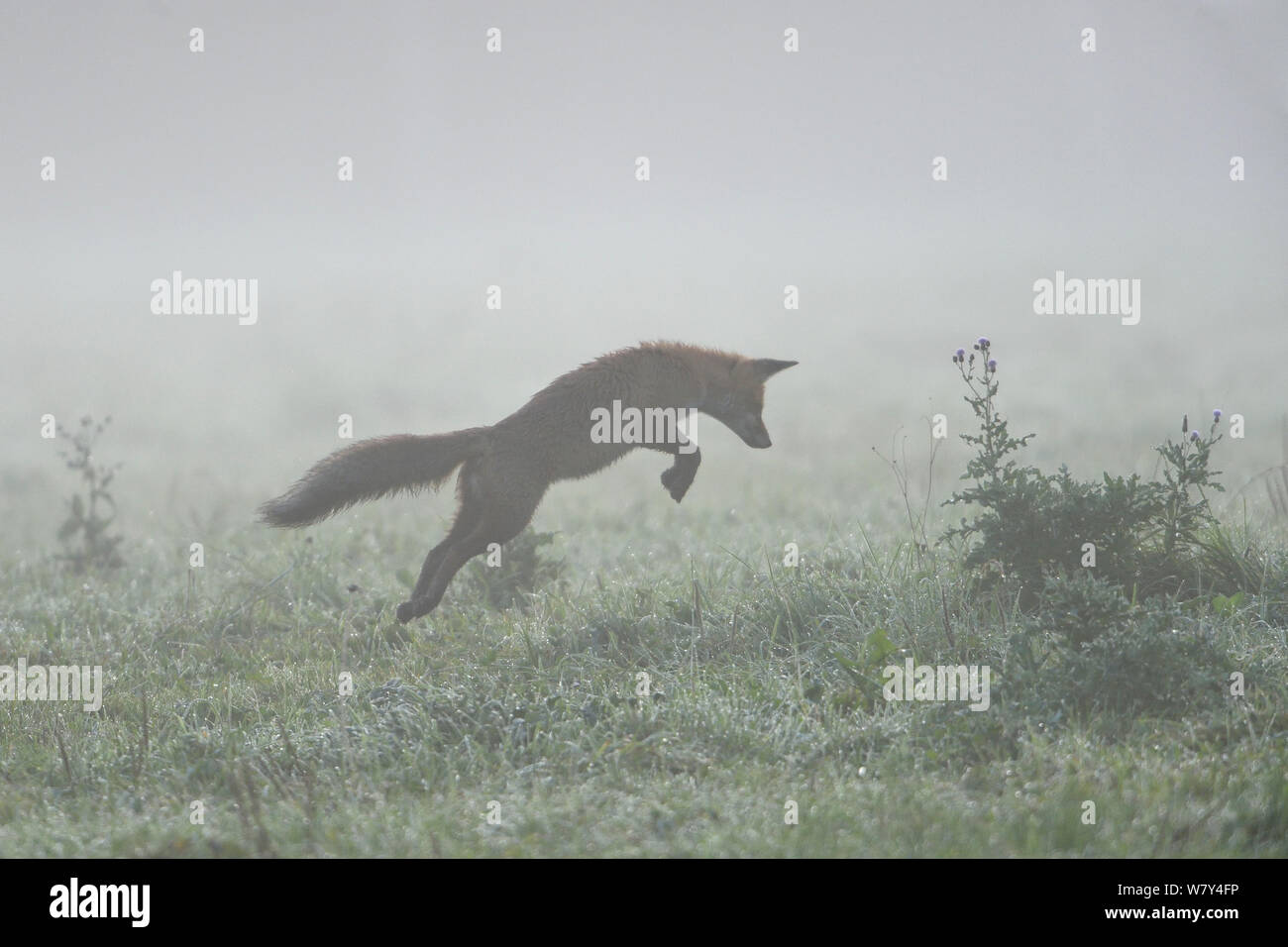 Red fox (Vulpes vulpes) pouncing on prey in the mist, Vosges, France ...