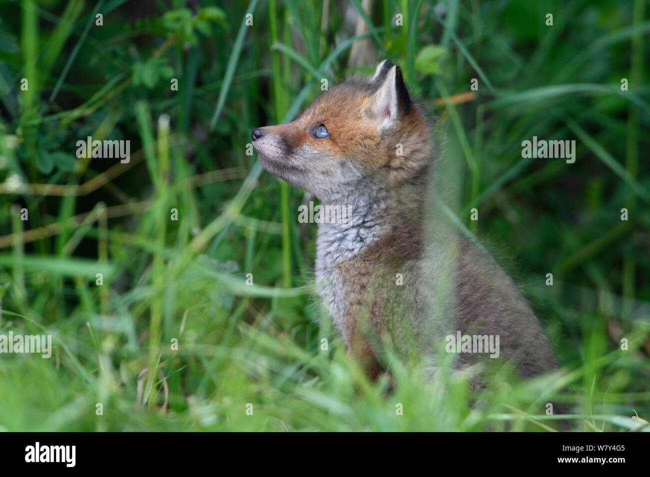 Red fox cub may hi-res stock photography and images - Alamy