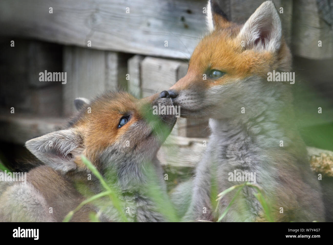 Red fox communication hi-res stock photography and images - Alamy