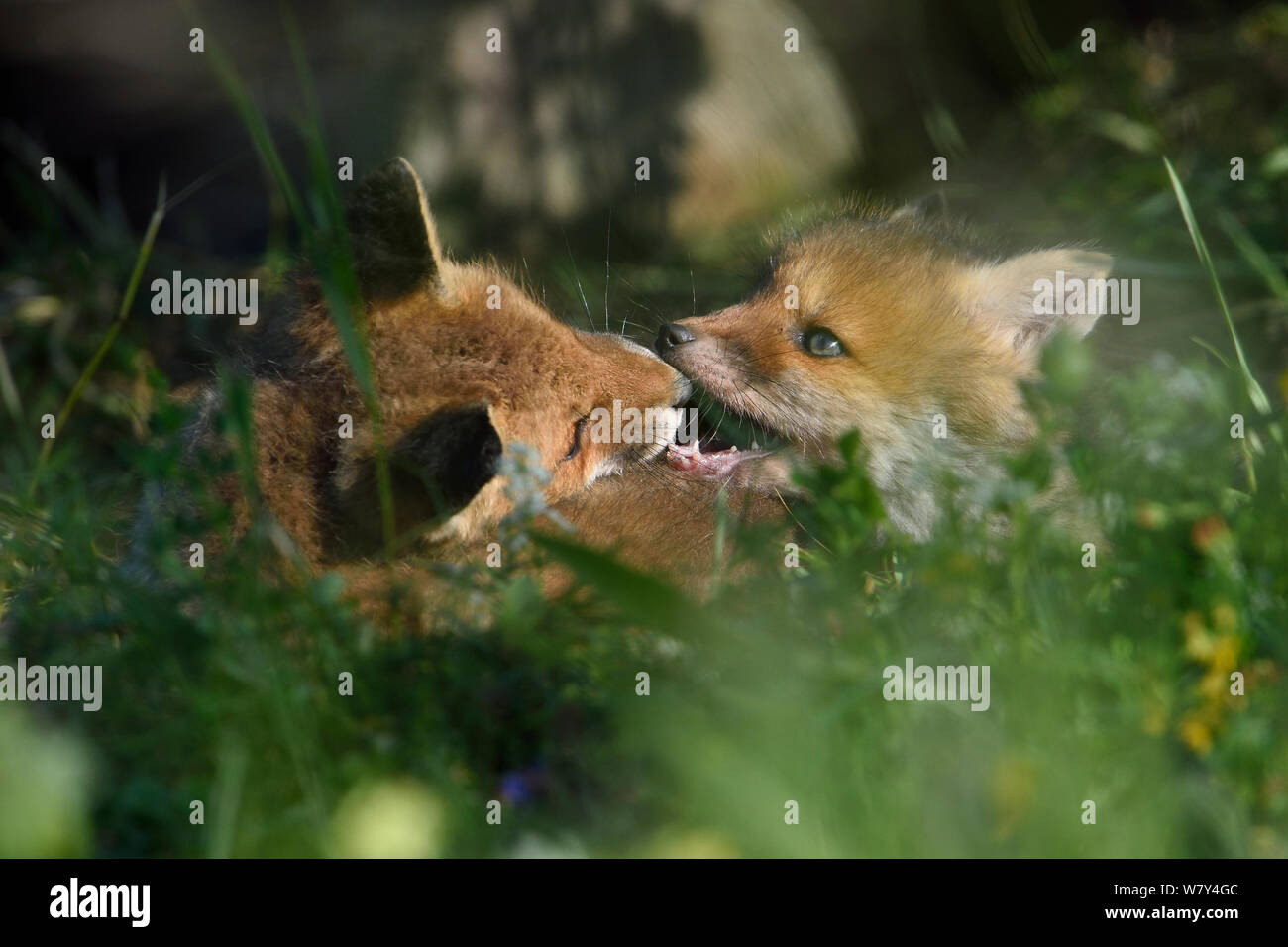 Red fox communication hi-res stock photography and images - Alamy