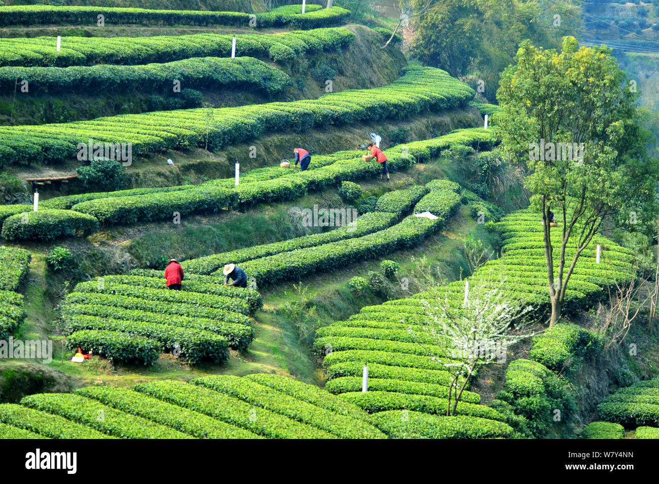 Harvesting tea leaves hi-res stock photography and images - Alamy