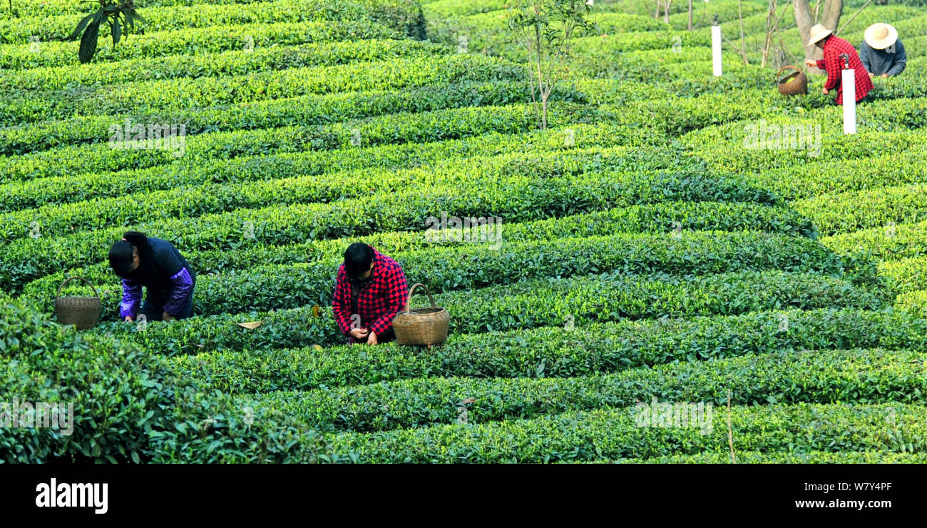 Chinese farmers harvesting tea leaves at a tea plantation in Taipingxi ...
