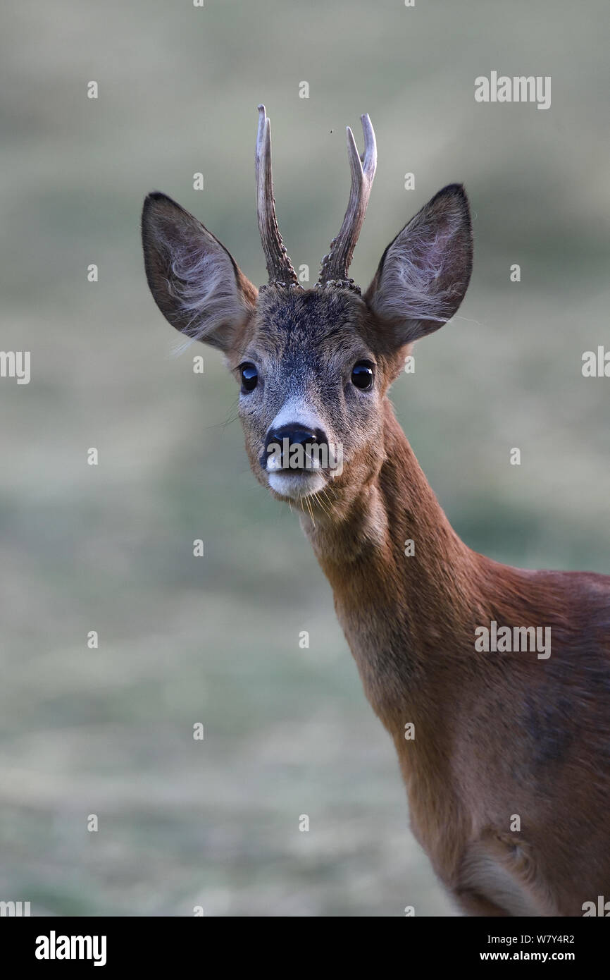 Roe buck deer male june hi-res stock photography and images - Alamy