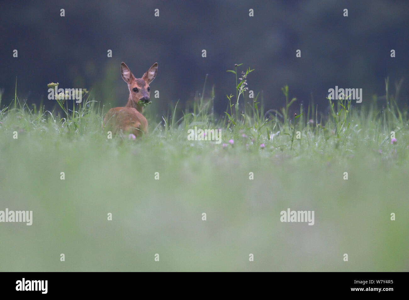 Roe deer (Capreolus capreolus) juvenile grazing, Vosges, France, August ...