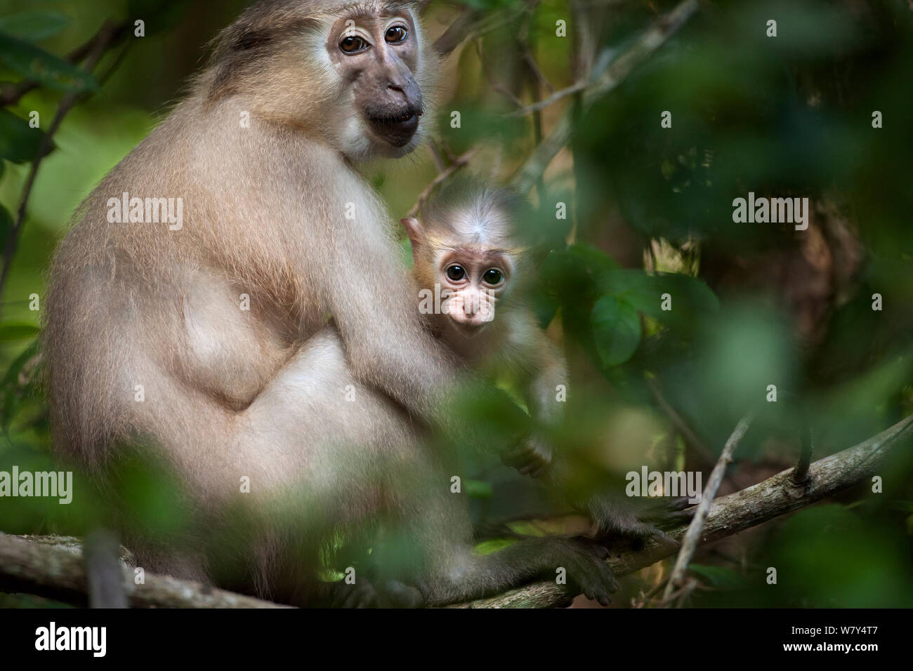 Tana mangabey (Cercocebus galeritus) female cuddling her baby. Tana ...