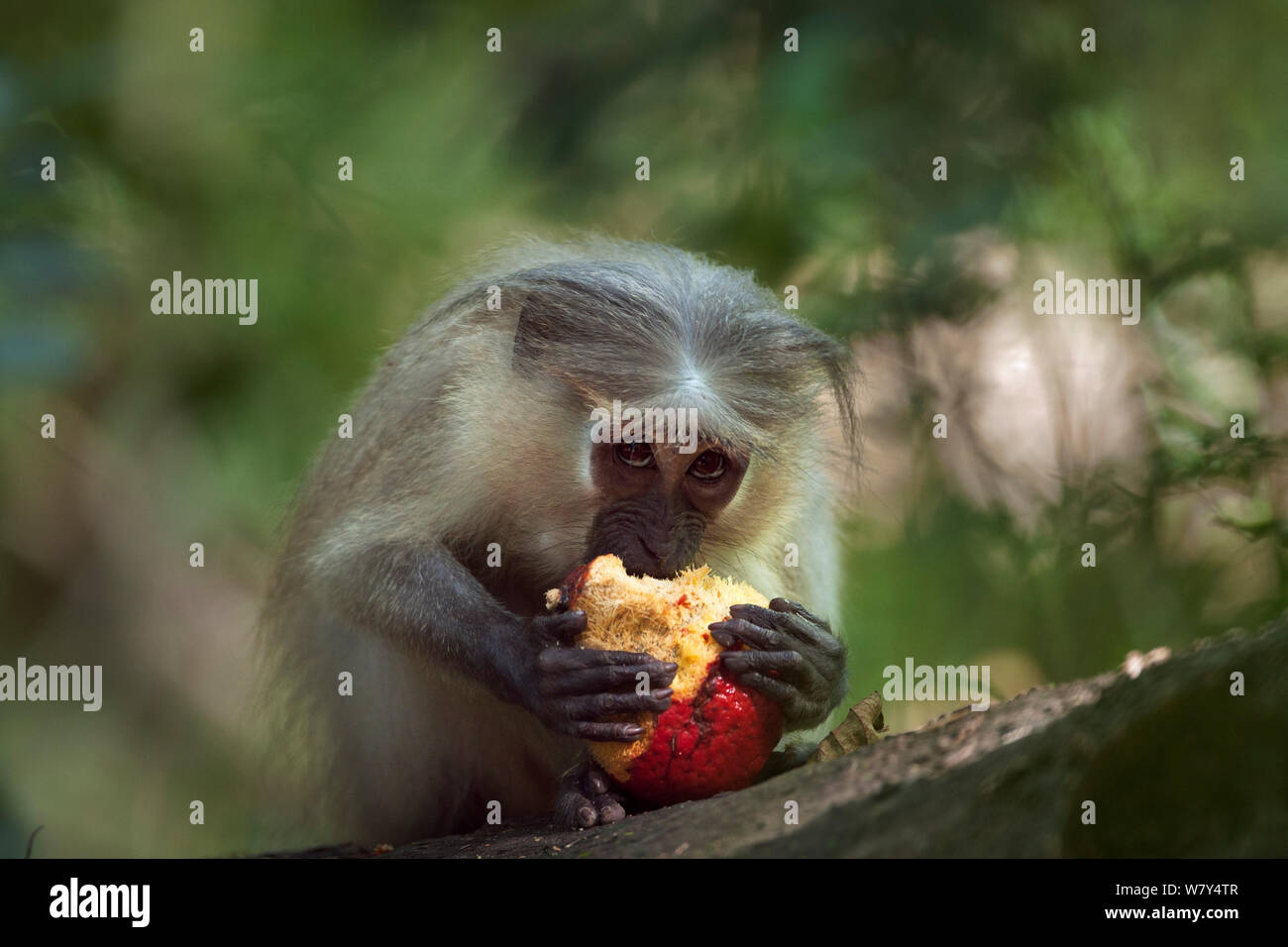 Tana river mangabey hi-res stock photography and images - Alamy