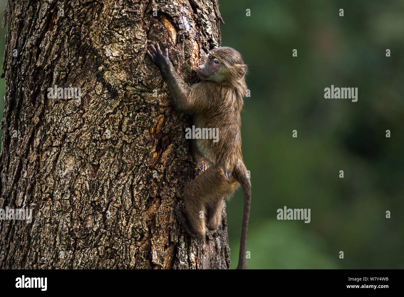 Olive baboon climbing tree hi-res stock photography and images - Alamy