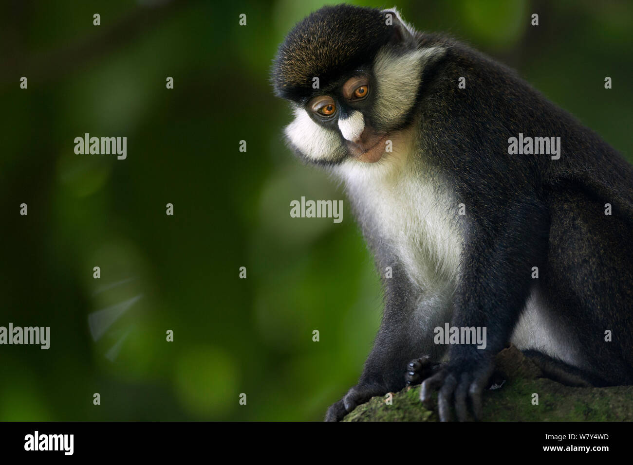 Red-tailed monkey (Cercopithecus ascanius) portrait. Kakamega Forest ...