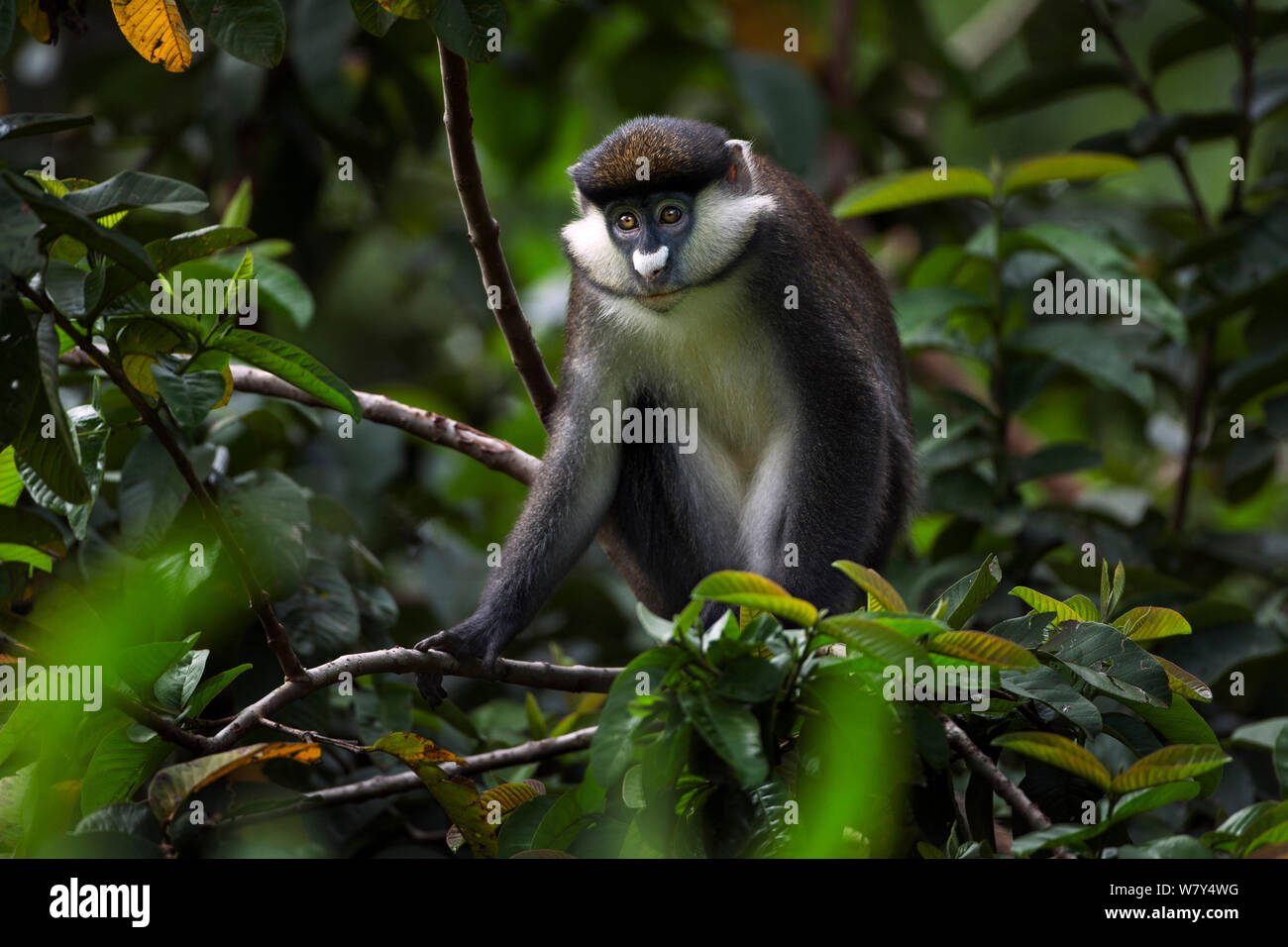 Black cheeked white nosed monkeys hi-res stock photography and images ...