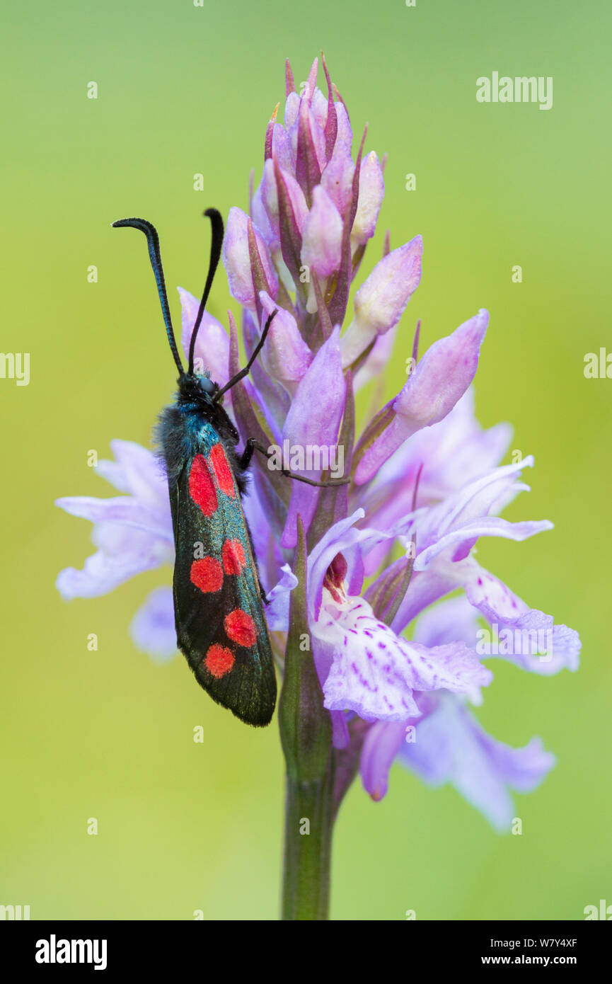 Burnet moth alps hi-res stock photography and images - Alamy