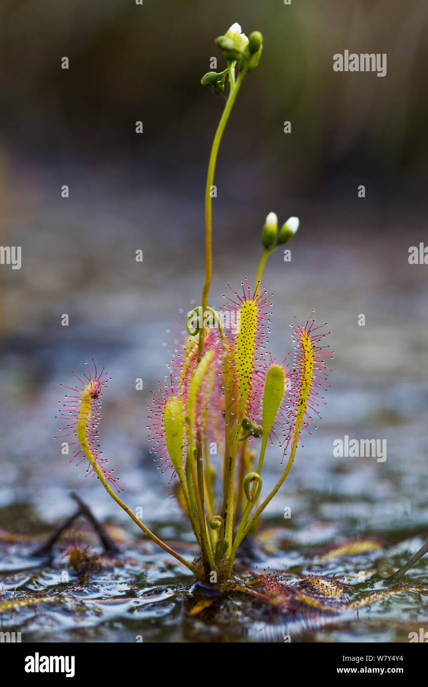 Great sundew (Drosera anglica) Nordtirol, Austrian Alps, July Stock ...