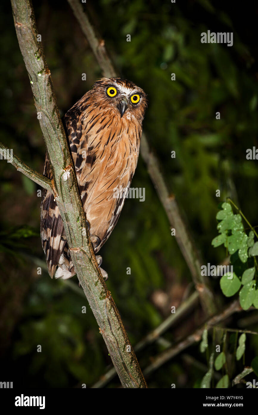 Buffy fish owl (Ketupa ketupa) perched in tree at night. Danum Valley ...
