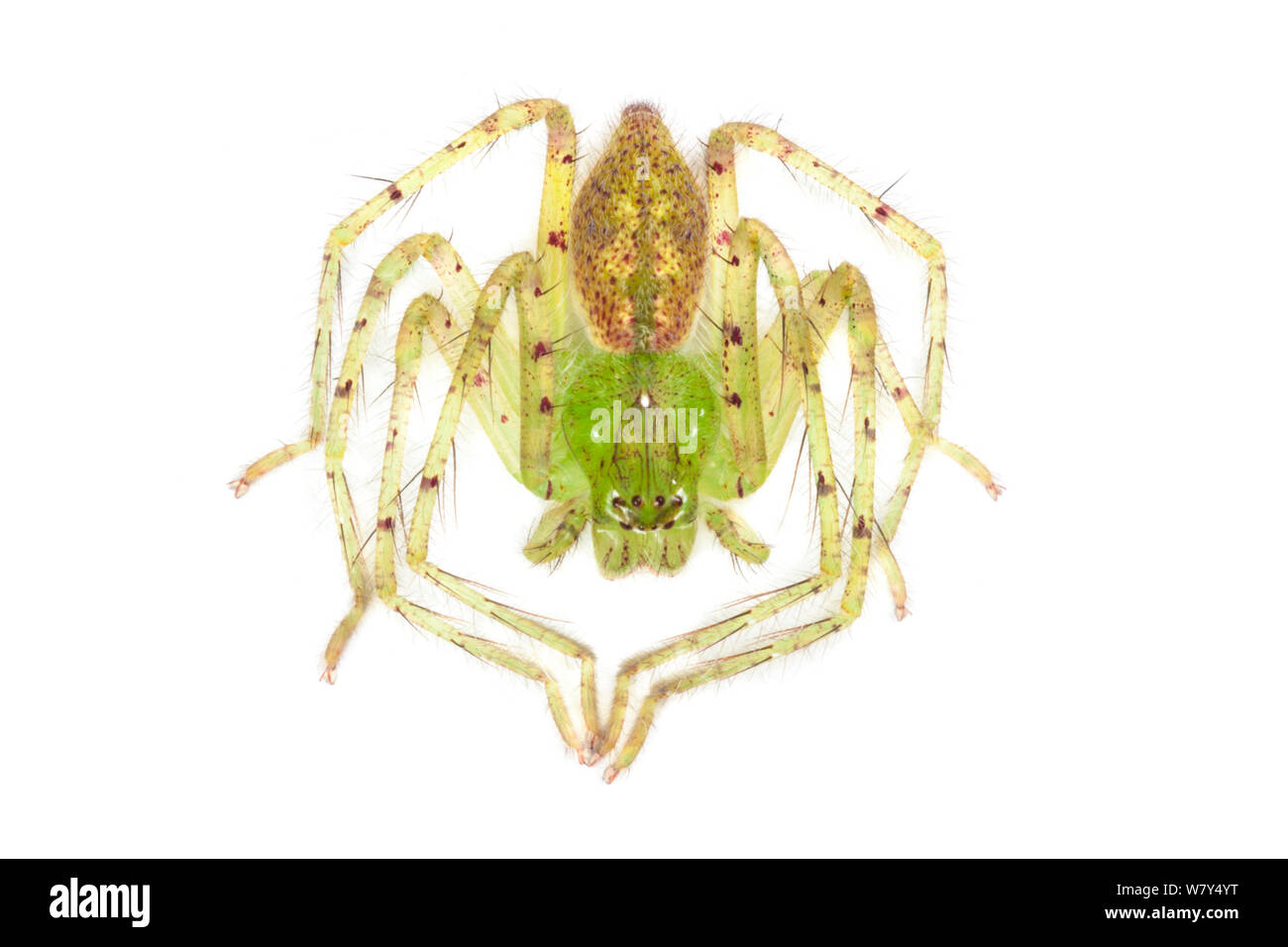Lynx spider (Oxyopidae) in ambush posture, Maliau Basin, Sabah, Borneo ...
