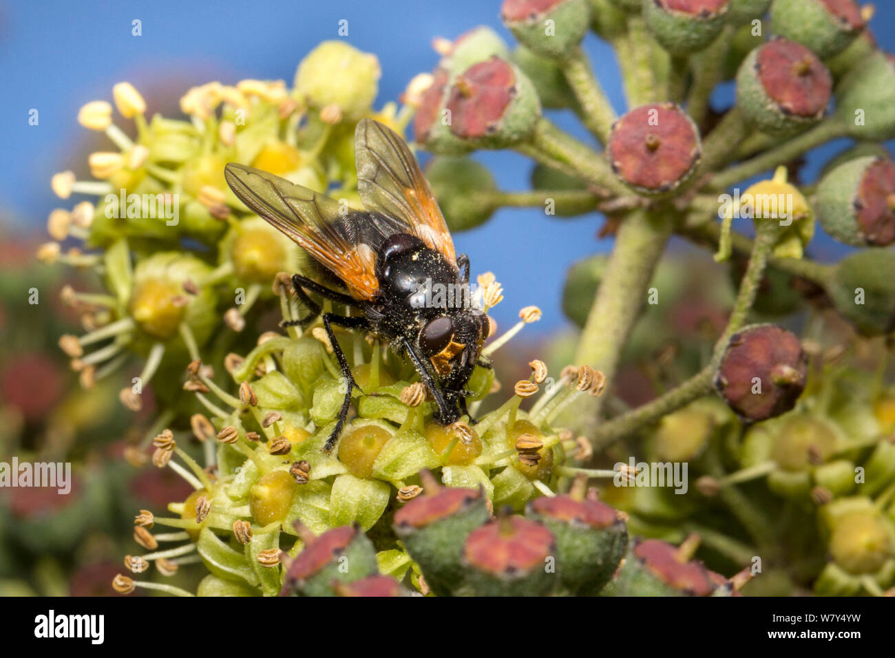 Noon fly / Noonday fly (Mesembrina meridiana) feeding on Ivy (Hedera ...