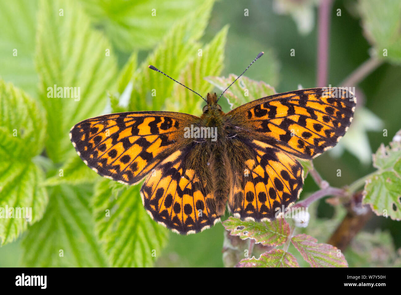 Small pearl-bordered fritillary (Boloria selene) Nordtirol, Austrian ...