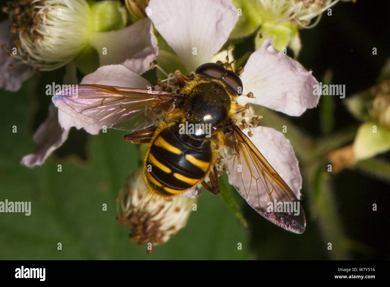 Bog hoverfly (Sericomyia silentis) Strumpshaw Fen, Norfolk, UK ...